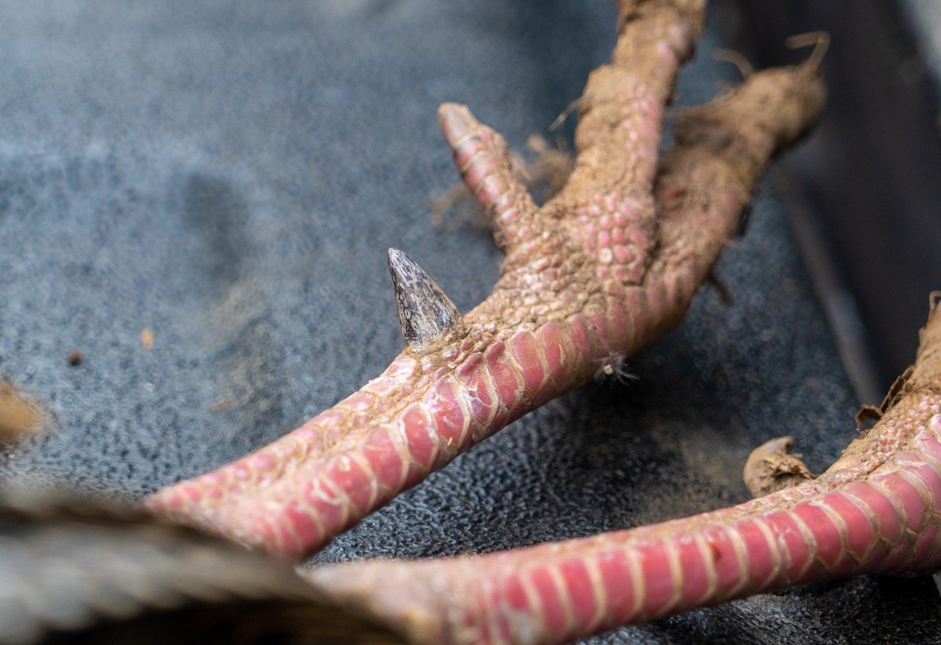 Hub Blind Shelf | Shop Hub Blind Accessories by Trick Outdoors